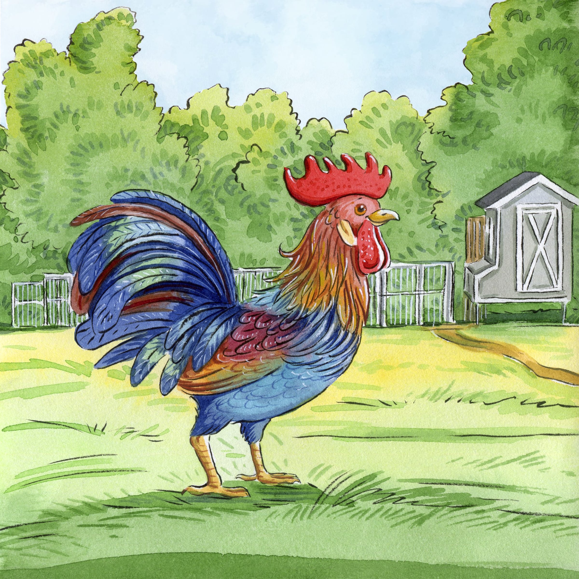 Roscoe The Rooster Shop – Roscoe the Rooster